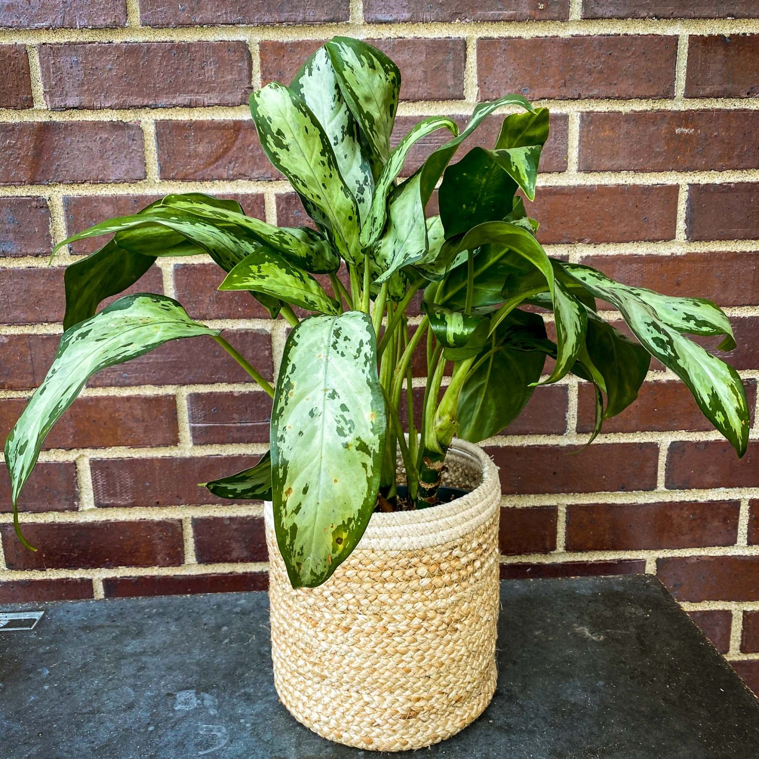 Sympathy Plant • Bella Rosa Market