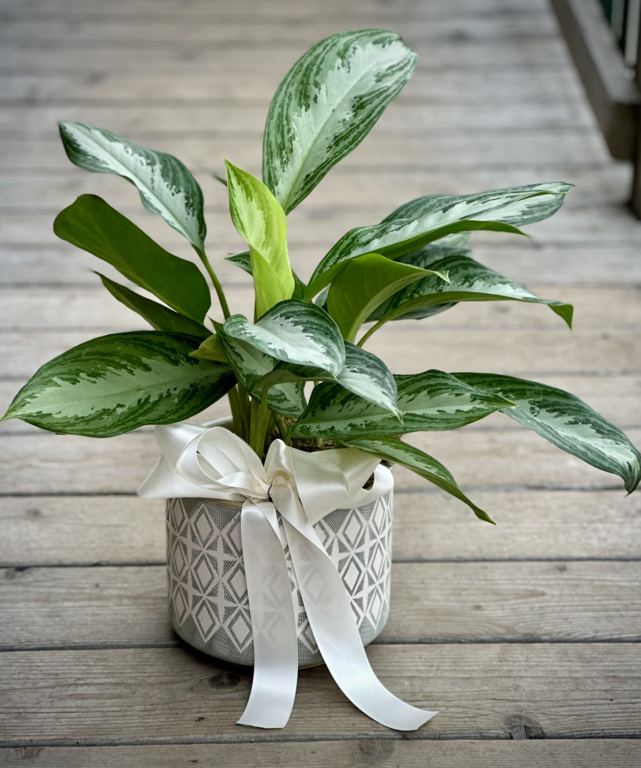 Sympathy Plant • Bella Rosa Market