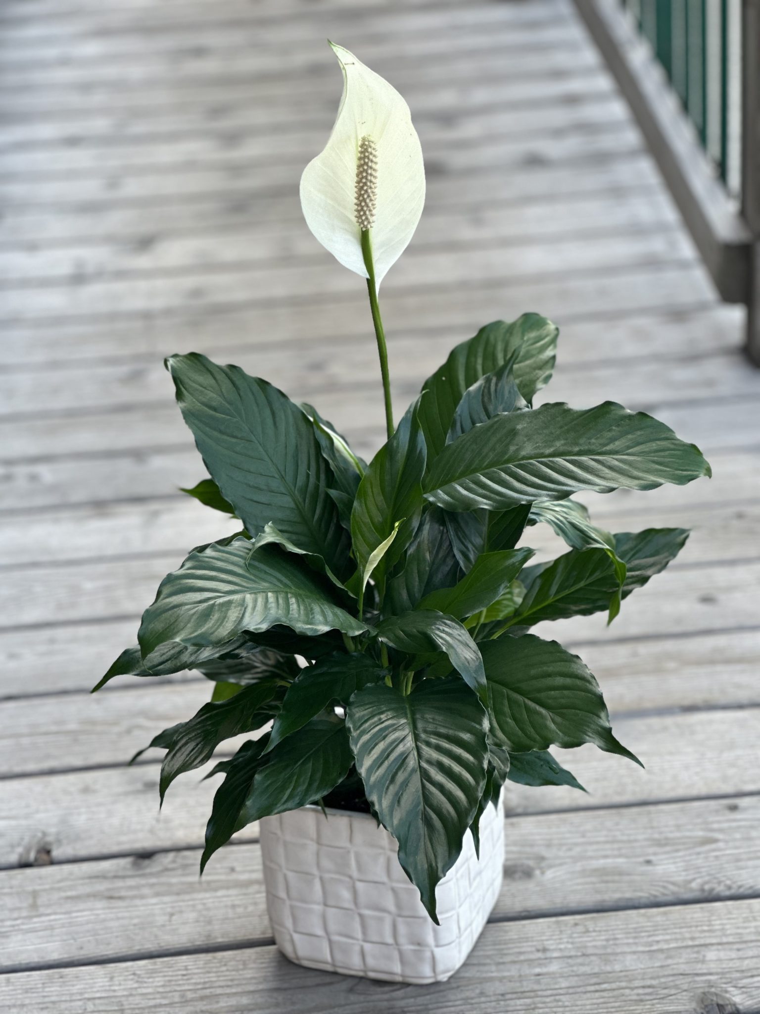 Sympathy Plant • Bella Rosa Market